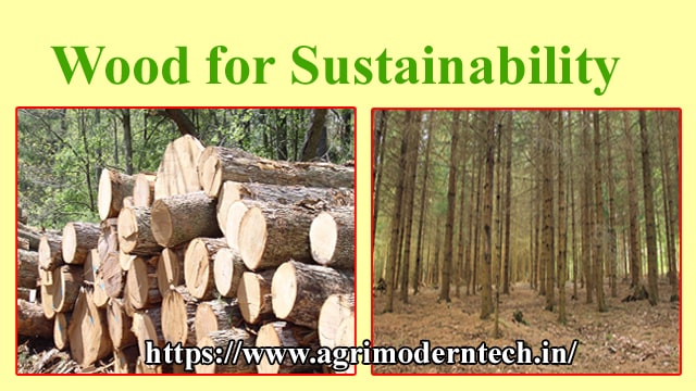 Wood for Sustainability - KS Agrowon