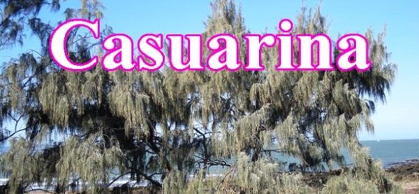 Casuarina - KS Agrowon